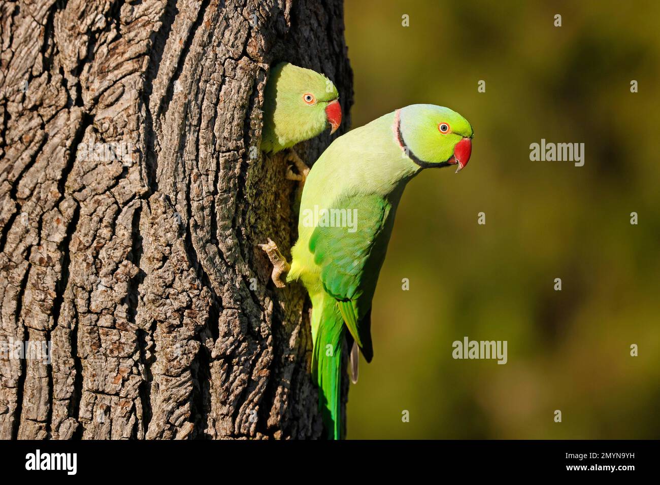 Two collared parakeets (Psittacula krameri) hanging from a tree at the ...