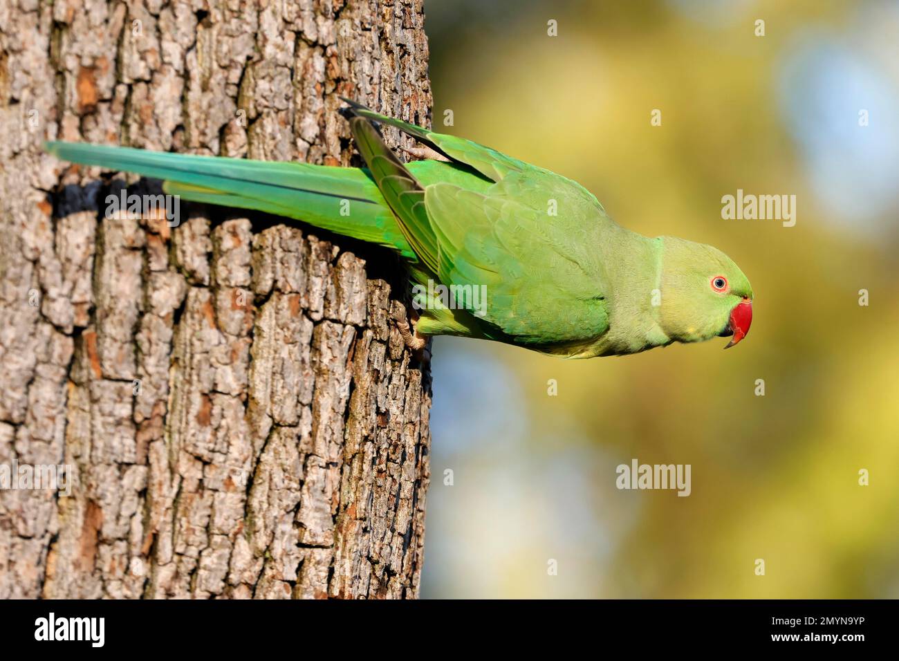 Rose-ringed parakeet (Psittacula krameri) hanging from a tree at the ...