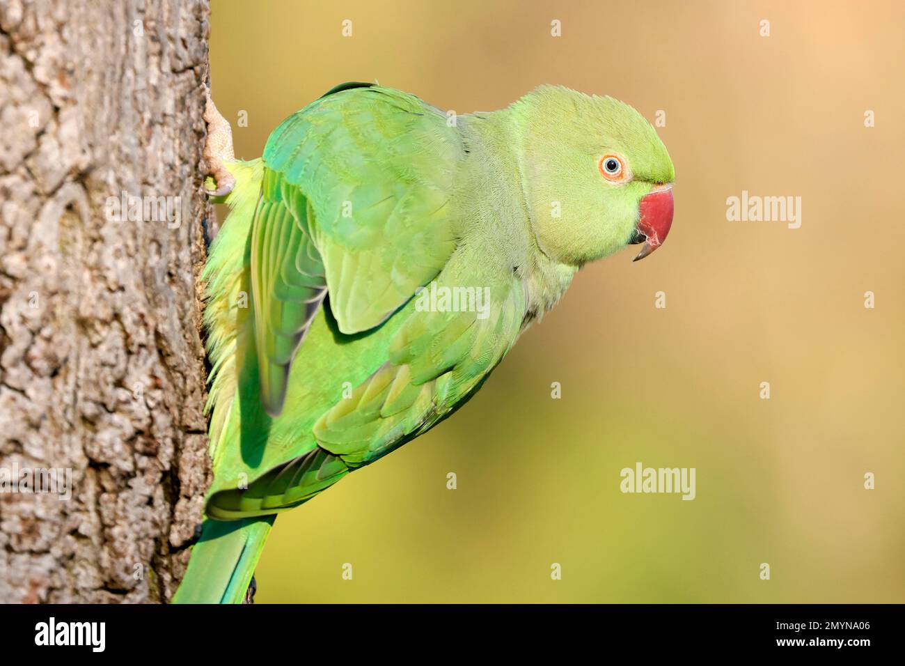 Rose-ringed parakeet (Psittacula krameri) hanging from a tree at the ...