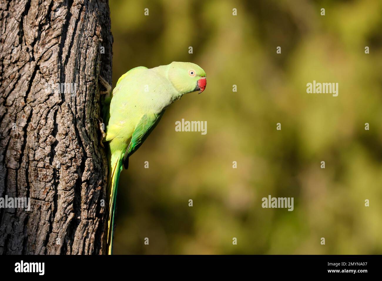 Rose-ringed parakeet (Psittacula krameri) hanging from a tree at the ...