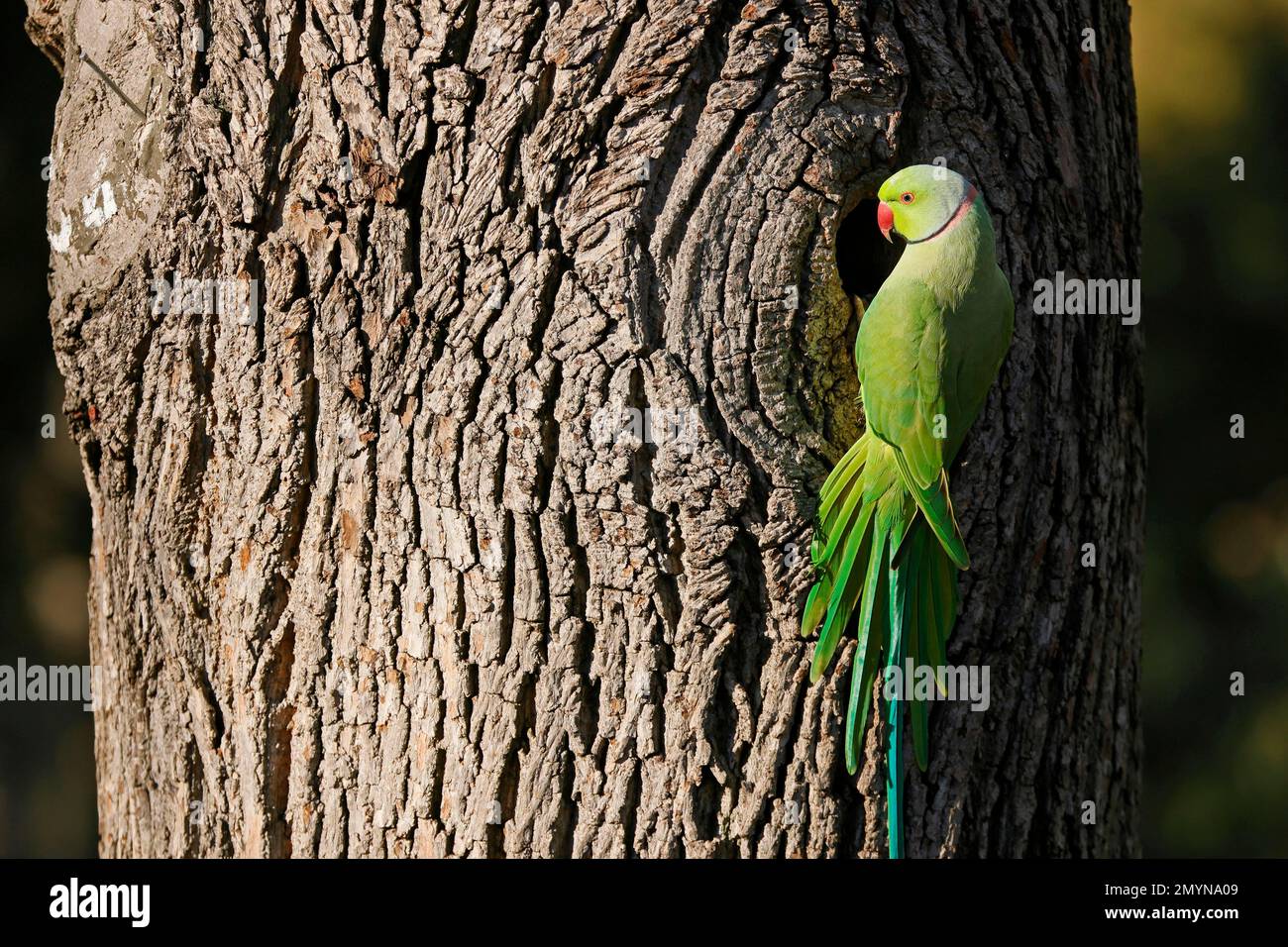 Ground parrot nest hi-res stock photography and images - Alamy