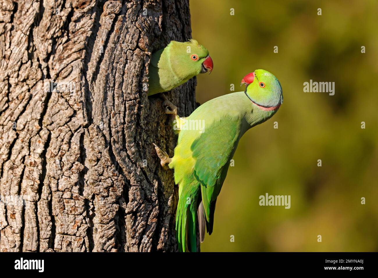 Two collared parakeets (Psittacula krameri) hanging from a tree at the ...