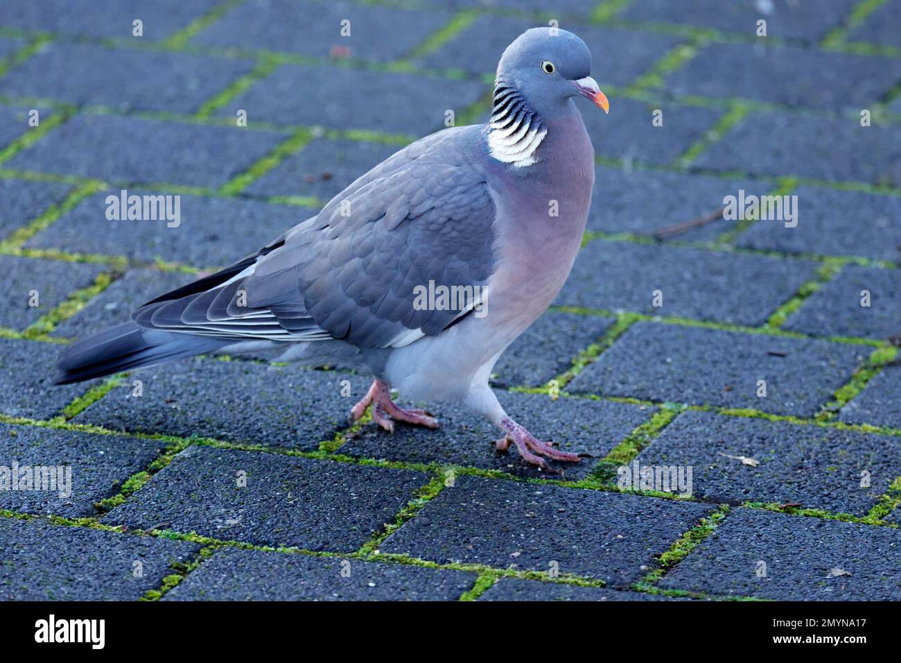 Common wood pigeon (Columba palumbus) walking on a paved path, wildlife ...