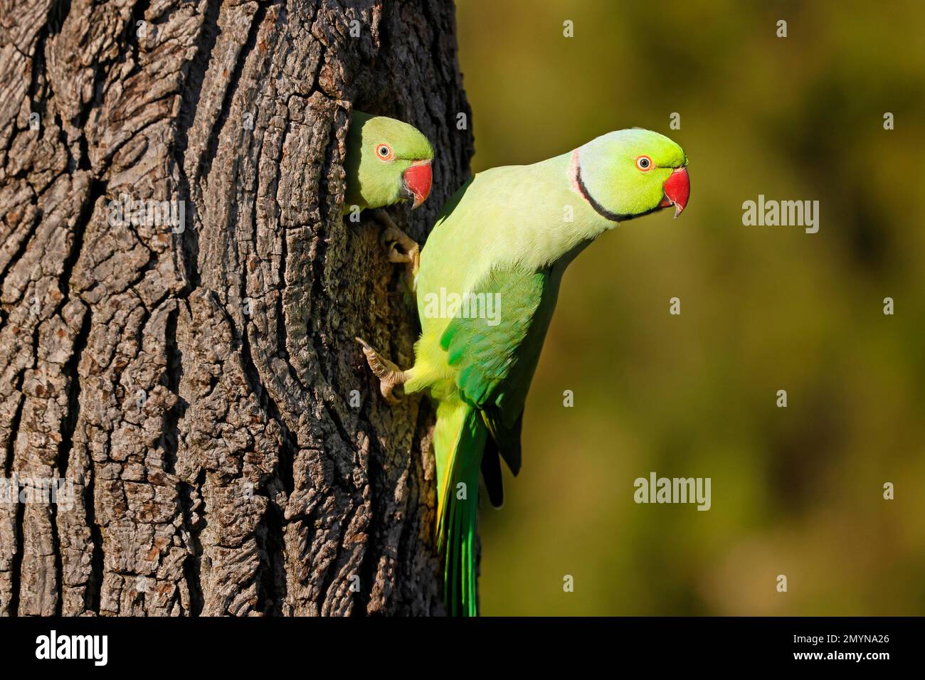 Two collared parakeets (Psittacula krameri) hanging from a tree at the ...