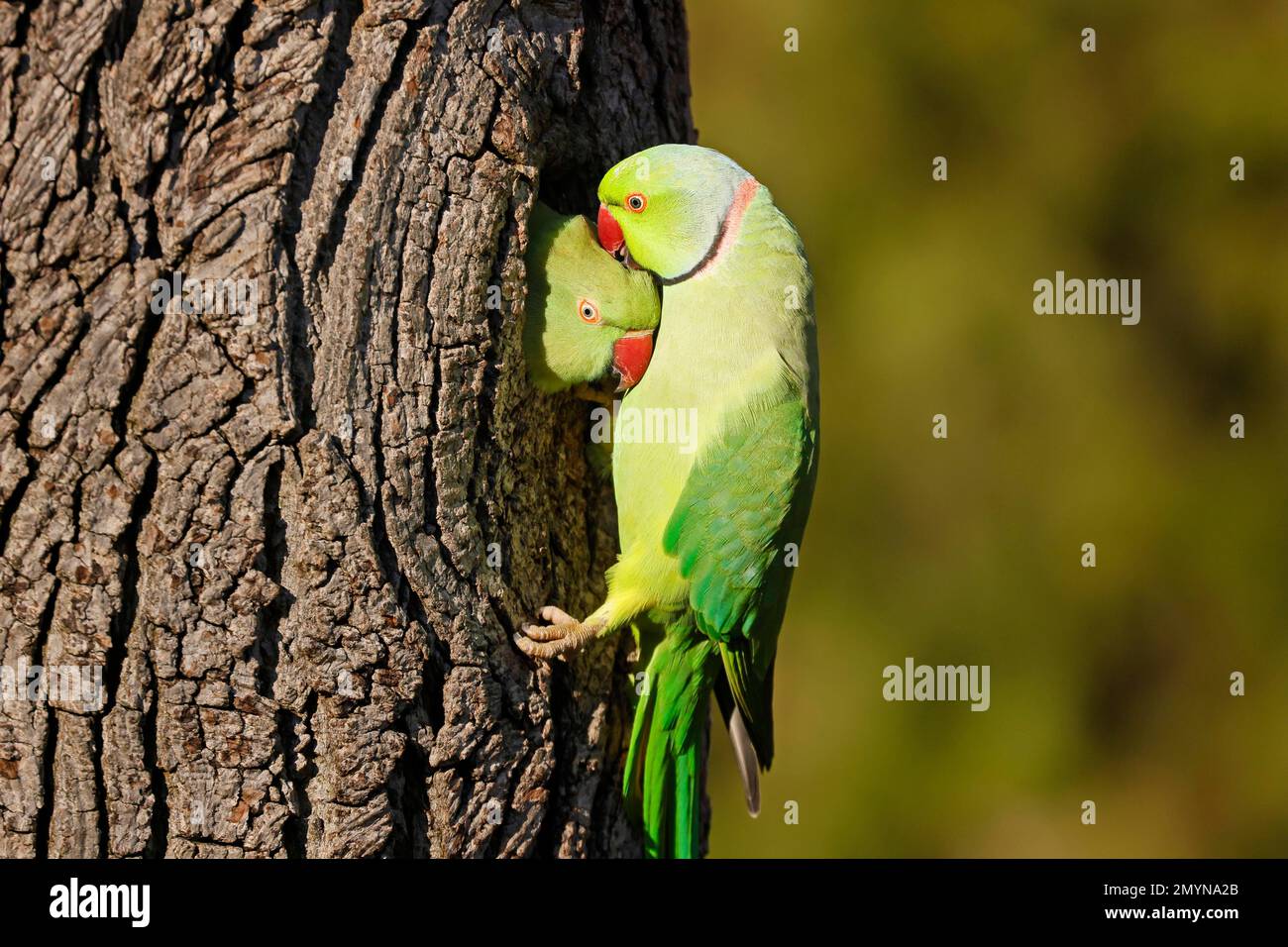 Two collared parakeets (Psittacula krameri) hanging from a tree at the ...