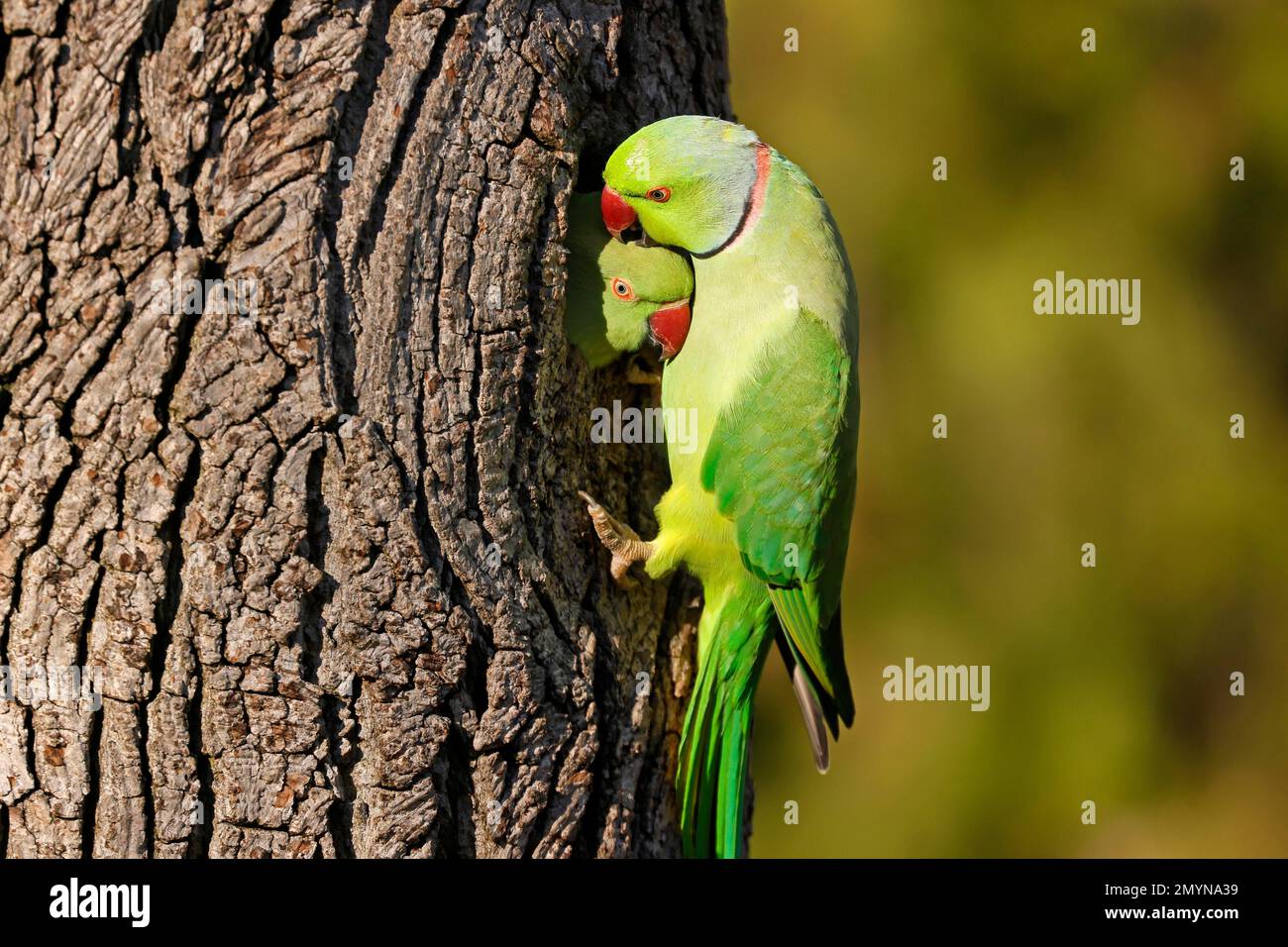 Two collared parakeets (Psittacula krameri) hanging from a tree at the ...