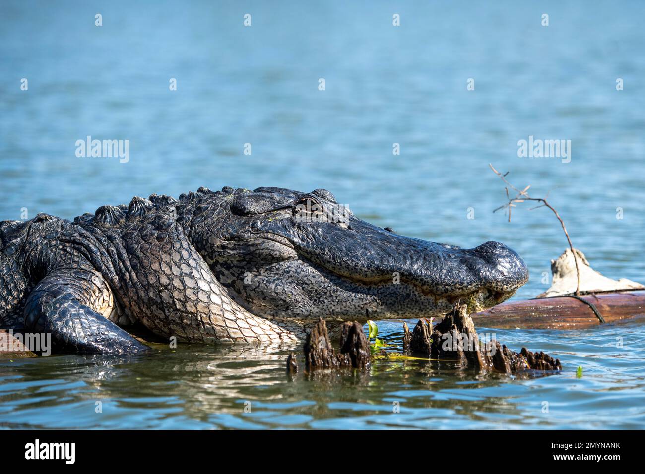 Alligator tree hi-res stock photography and images - Alamy