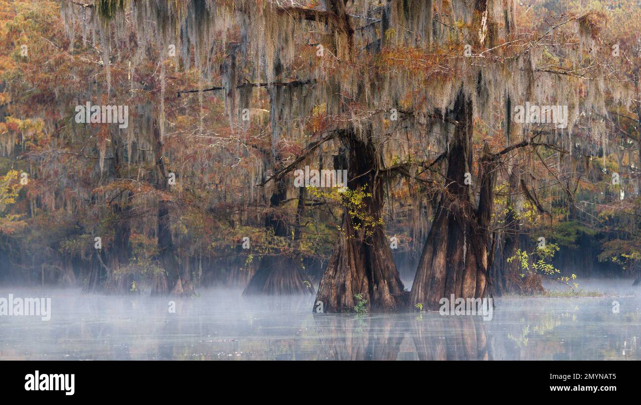 Bald cypresses (Taxodium distichum) in autumn with Spanish moss ...