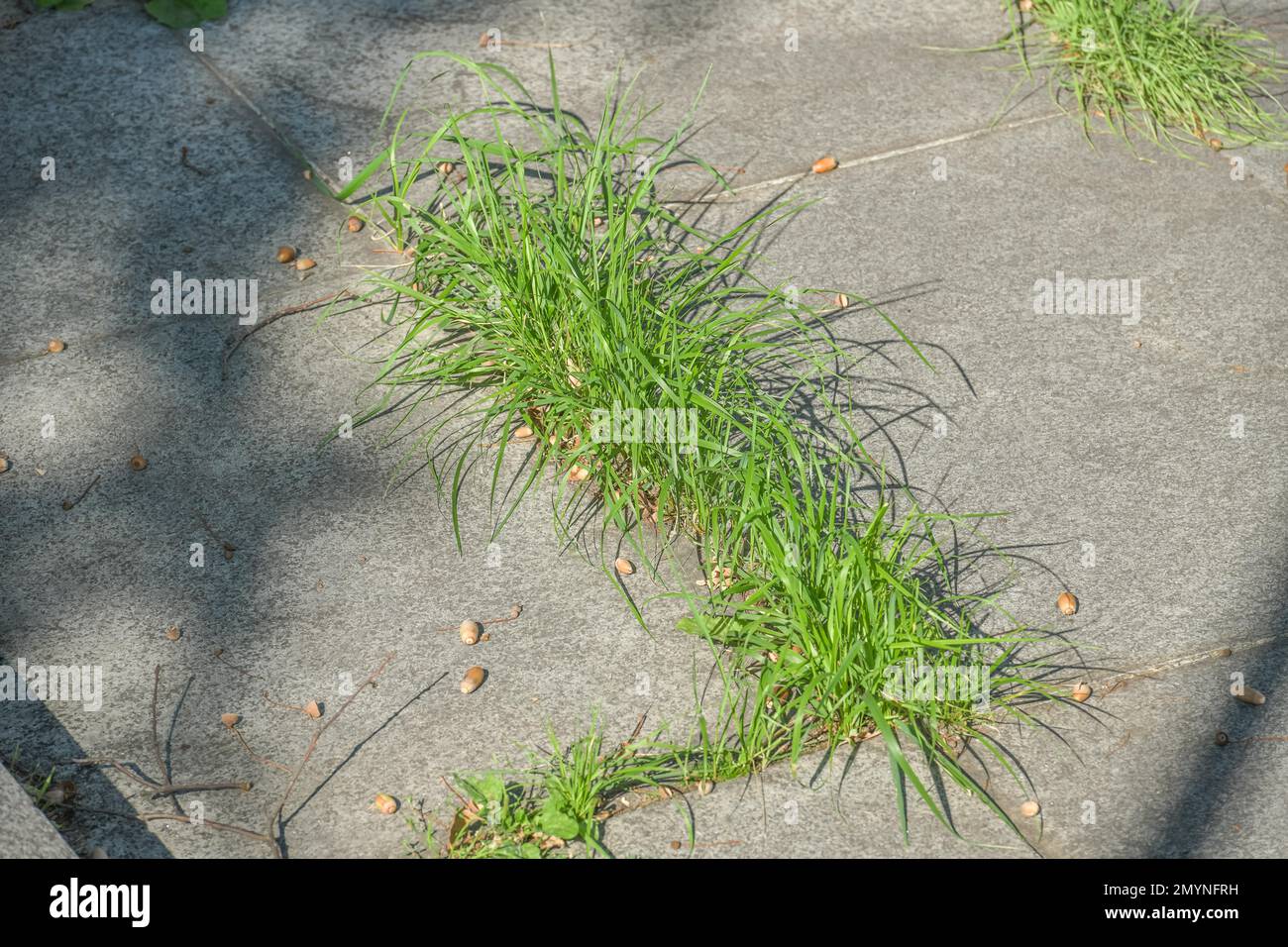 Weeds break through pavement Stock Photo - Alamy