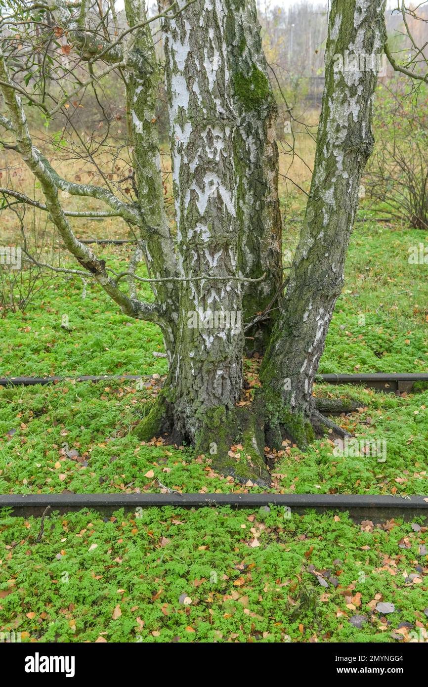 Birch trees, track road, Schöneberger Südgelände nature Park ...