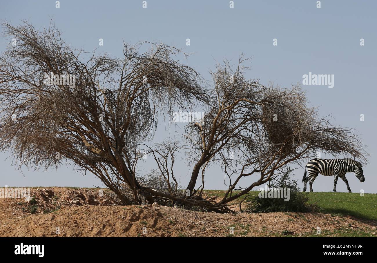 A zebra walks during the Al Ain Safari tour in Al Ain, United Arab ...