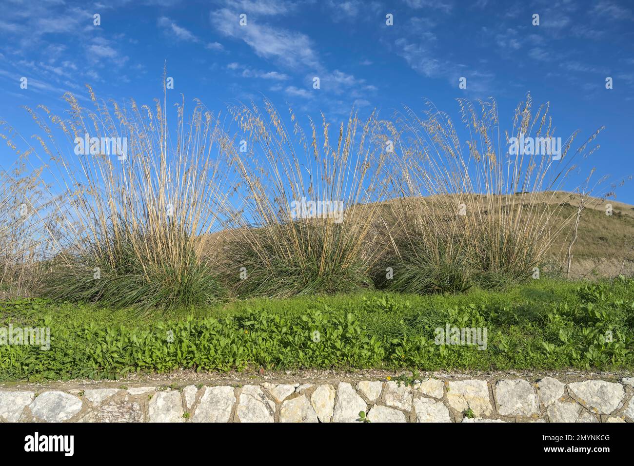 Grasses, ornamental grass, Sicily, Italy, Europe Stock Photo - Alamy