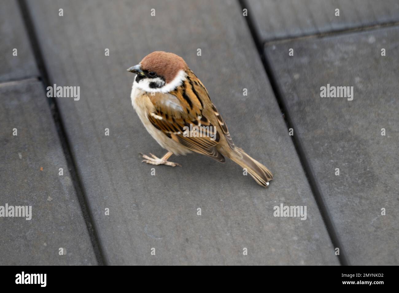 Tokyo, Japan. 2nd Feb, 2023. A common Japanese sparrow sitting on the ...