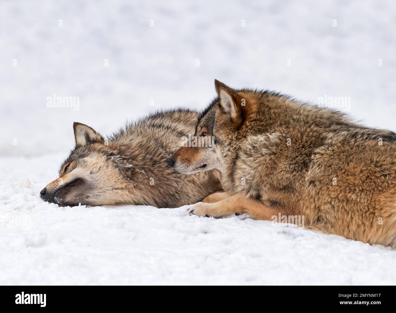 Algonquin wolves (Canis lupus lycaon) lying in the snow, captive ...