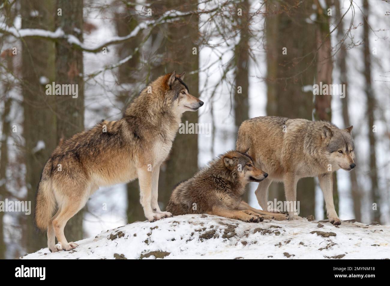 Wolf pack, algonquin wolves (Canis lupus lycaon) in the snow, captive ...