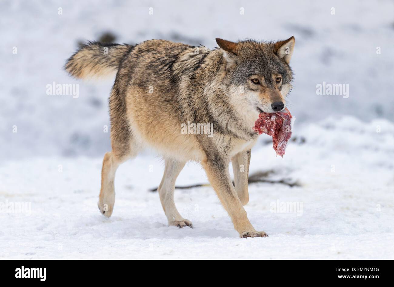 Algonquin wolf (Canis lupus lycaon) with prey, in snow, captive ...