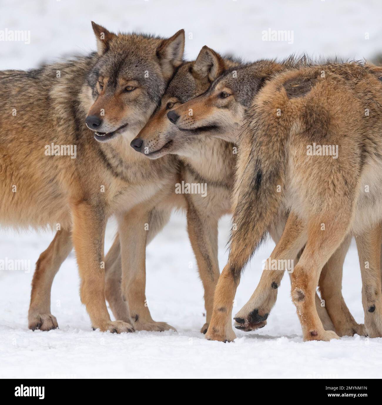 Wolf pack, algonquin wolves (Canis lupus lycaon) Social behaviour, in ...