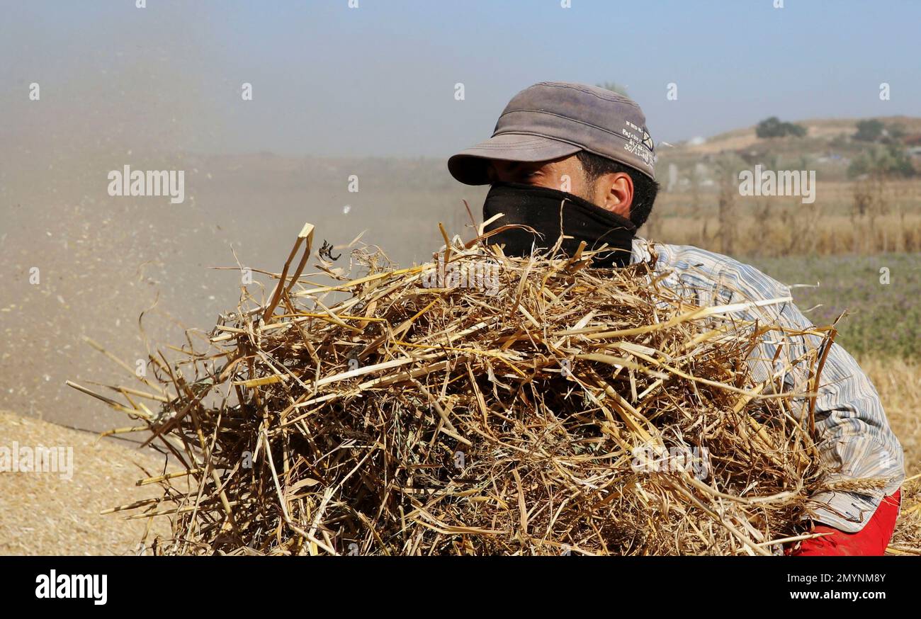 A Palestinian farmer carries wheat crop bundles on a farm during the ...