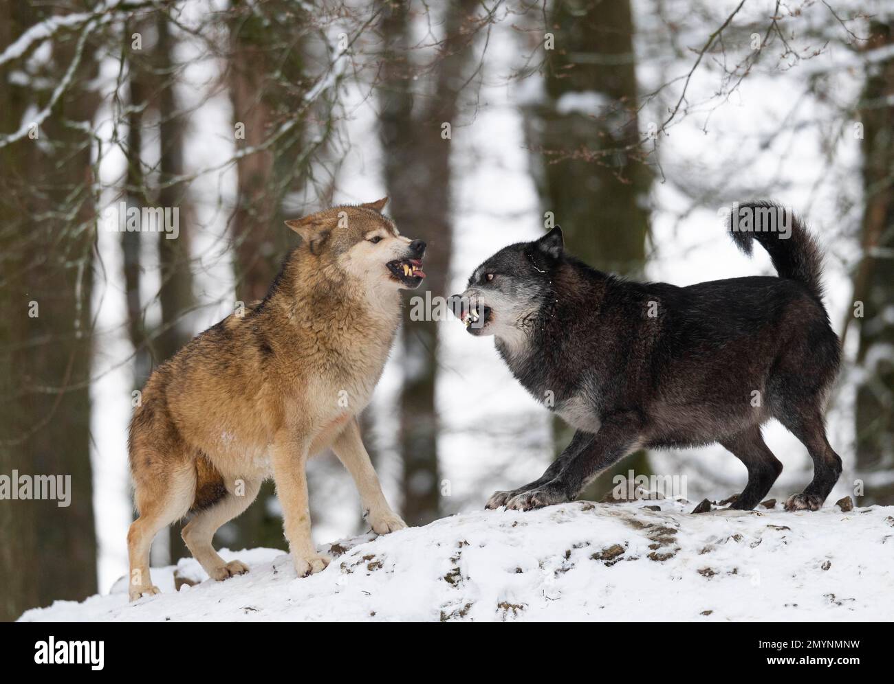 Algonquin wolf (Canis lupus lycaon) in the snow, social behaviour ...