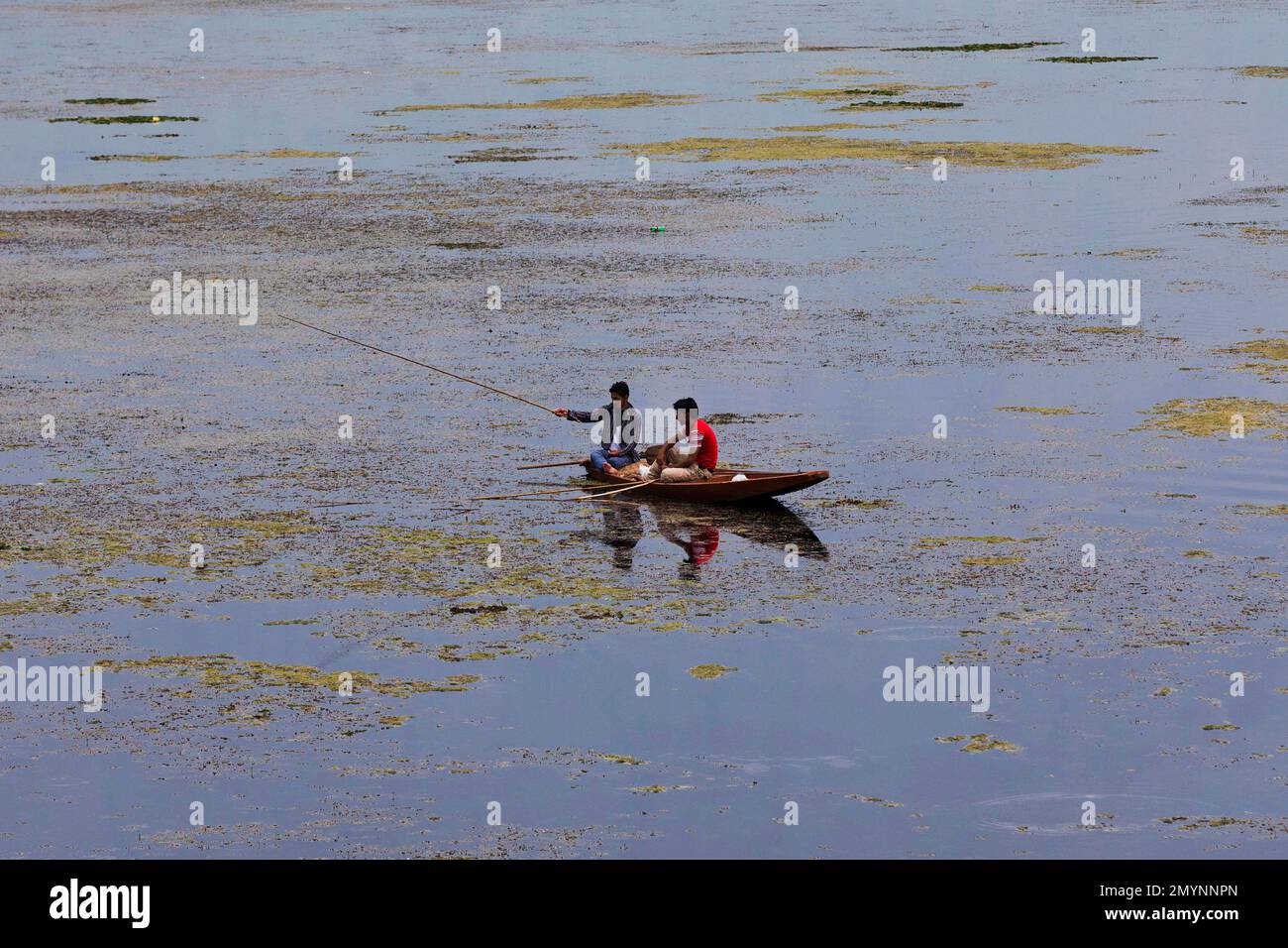 Kashmiri Muslim fish in the Nageen Lake on the outskirts of Srinagar ...
