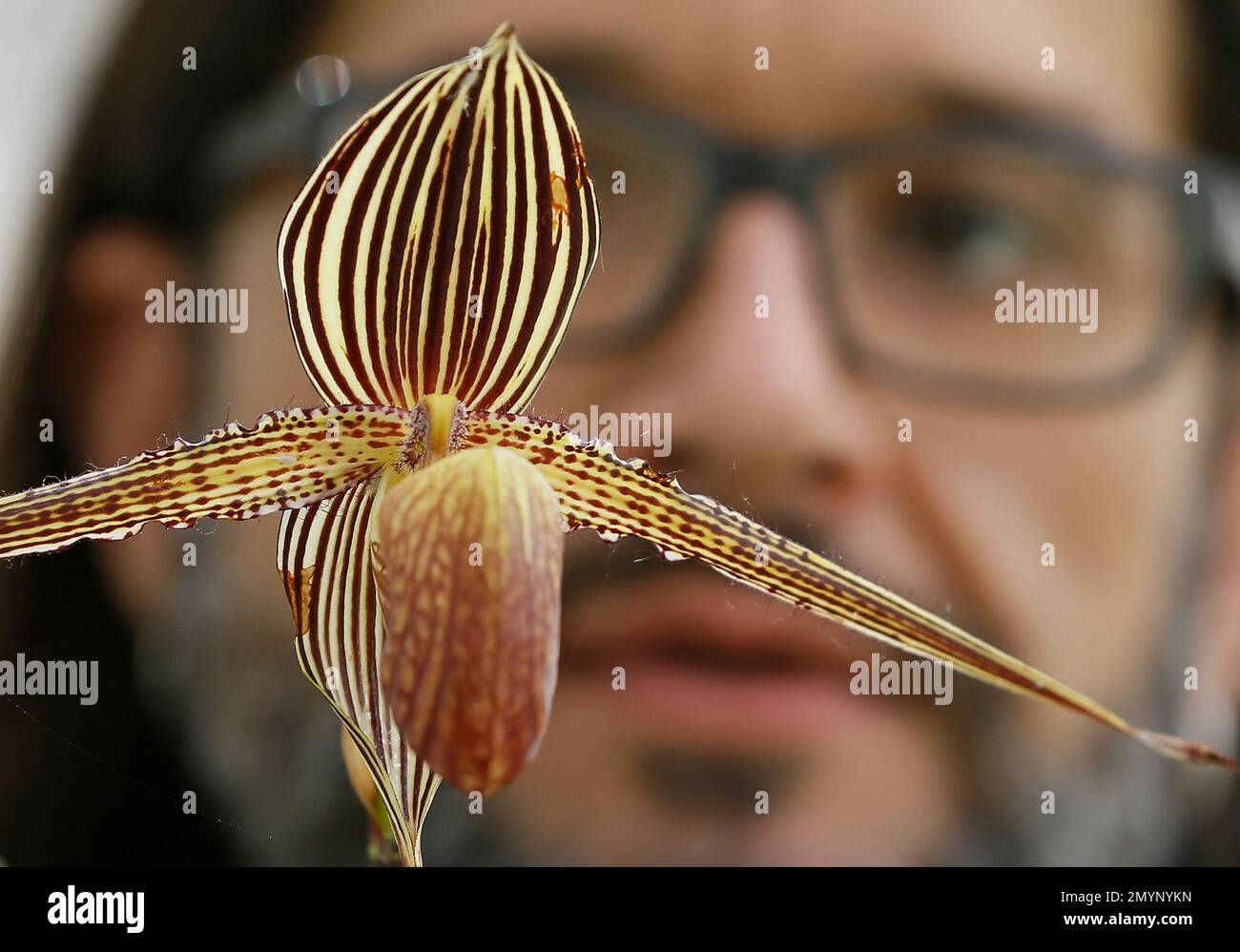 Carlos Magdalena, botanical horticulturist looks towards the flower of ...