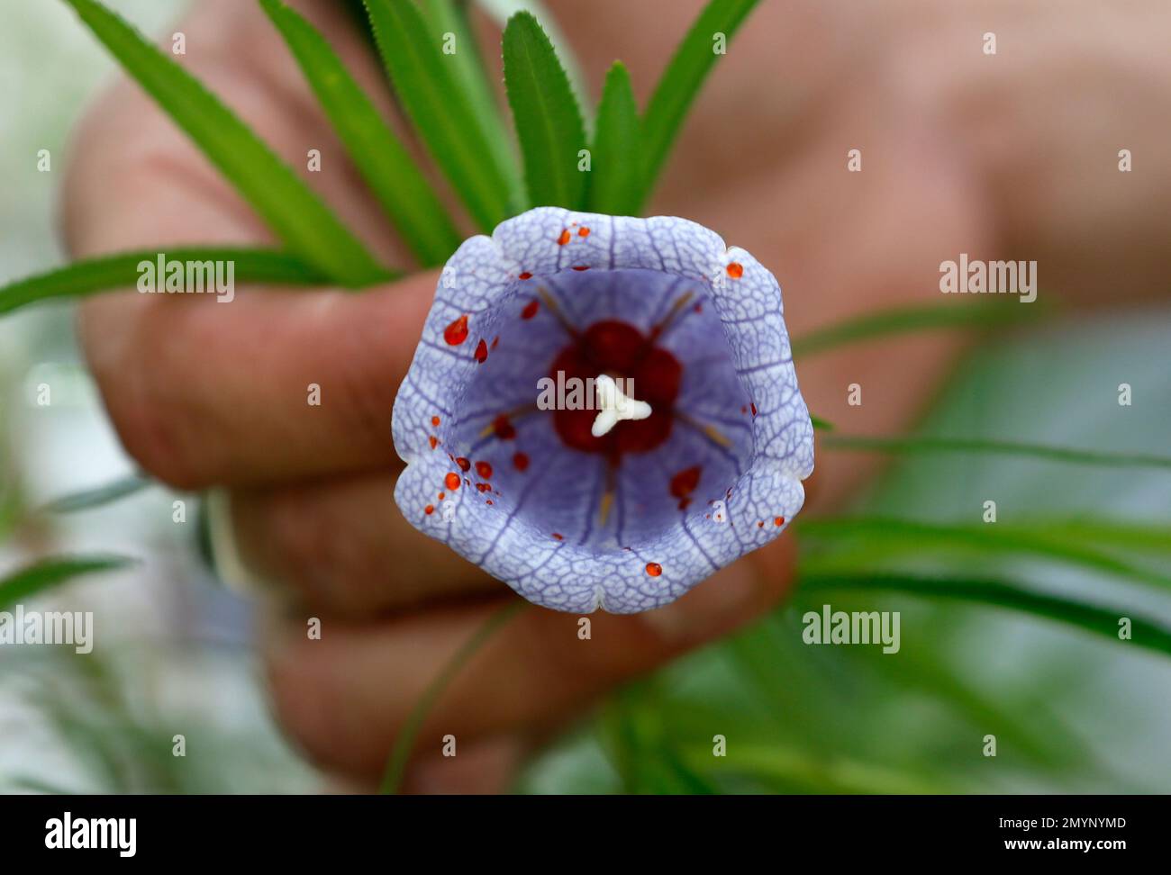 The flower on a Nesocodon Mauritianus, an endangered plant, is ...