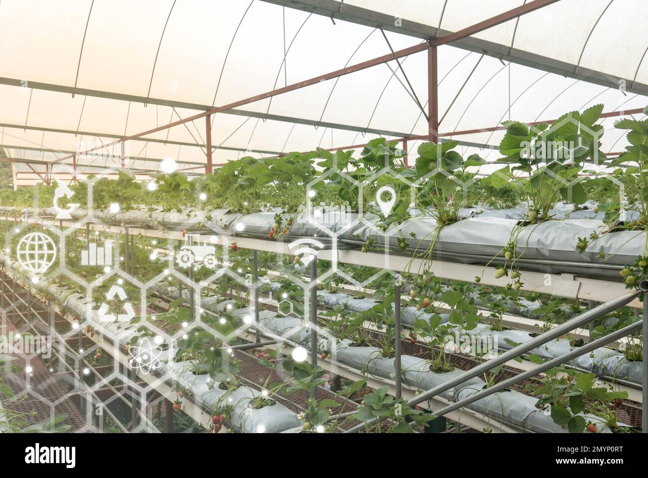 Smart farm technology agriculture with a plant and virtual icon at the ...