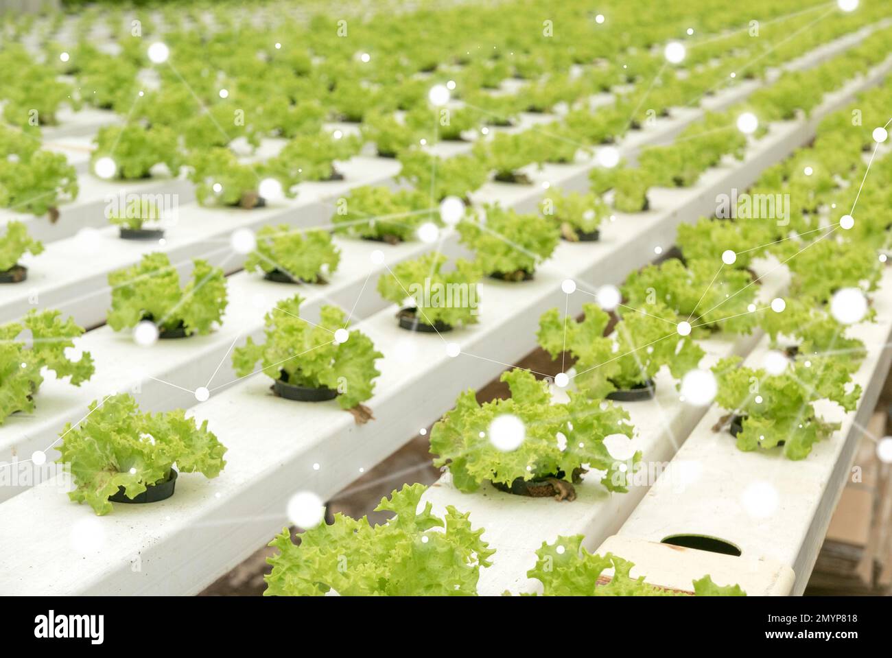 Smart Agriculture Concept Involve Of Artificial Intelligence Network Neural Network Technology