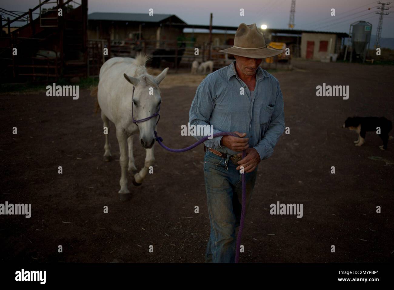 In this Thursday, April 21, 2016 photo Israeli cowboy Yehiel Alon pulls ...
