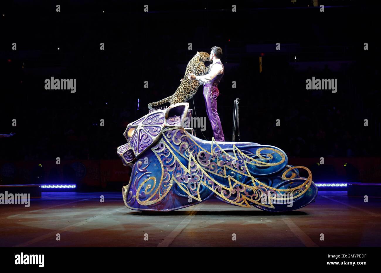Big-cat trainer Alexander Lacey performs with a leopard Sunday, May 1 ...