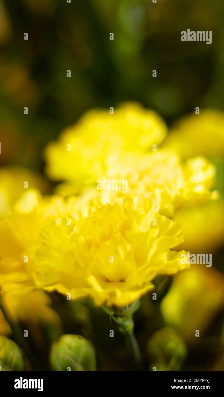 Carnation zoom flower nature hi-res stock photography and images - Alamy
