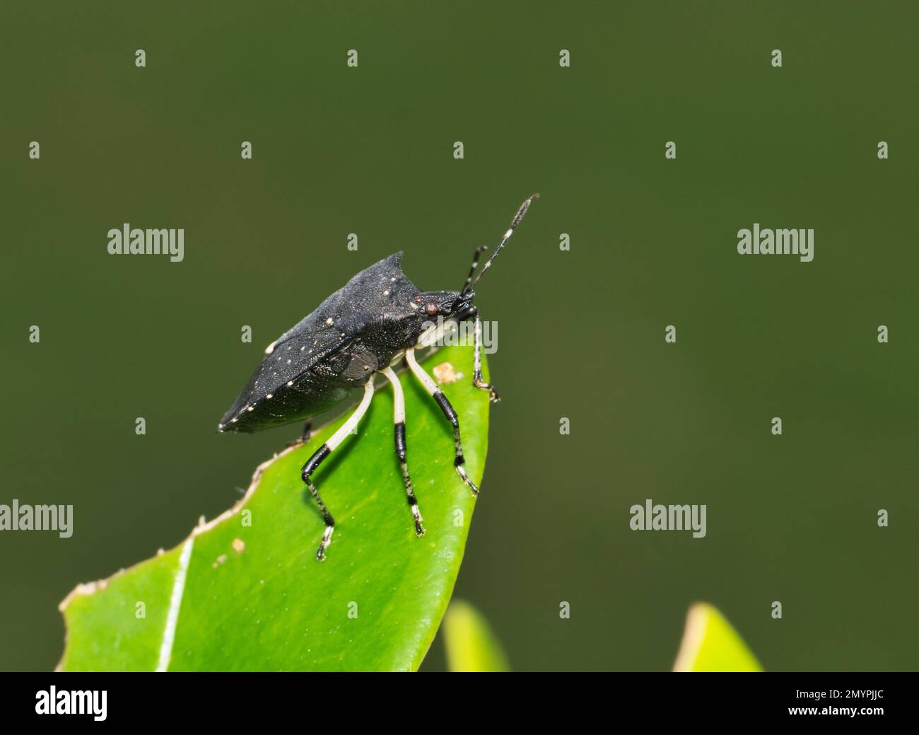 Black Stink bug (Proxys punctulatus) on a leaf in Houston, TX. Side ...
