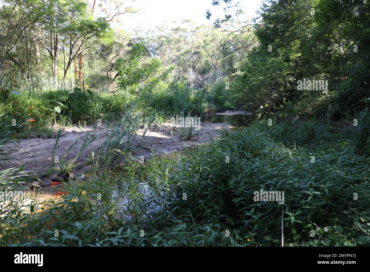 Lake Parramatta Reserve Stock Photo - Alamy