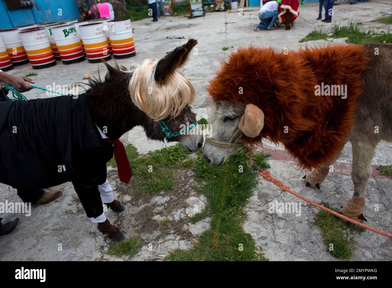 In this May 1, 2016 photo, donkeys dressed as a lion and as Donald ...