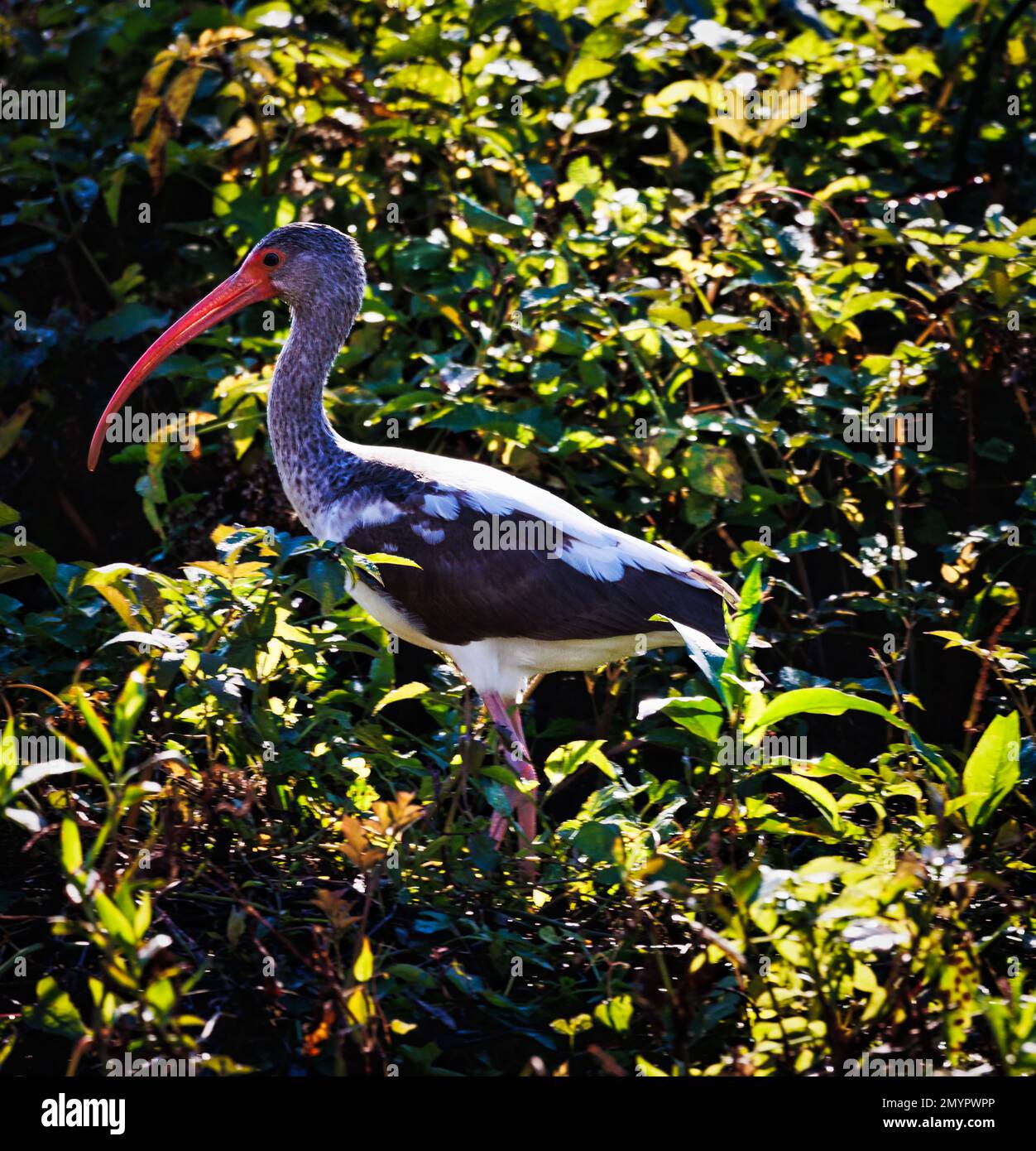 Grey ibis hi-res stock photography and images - Alamy