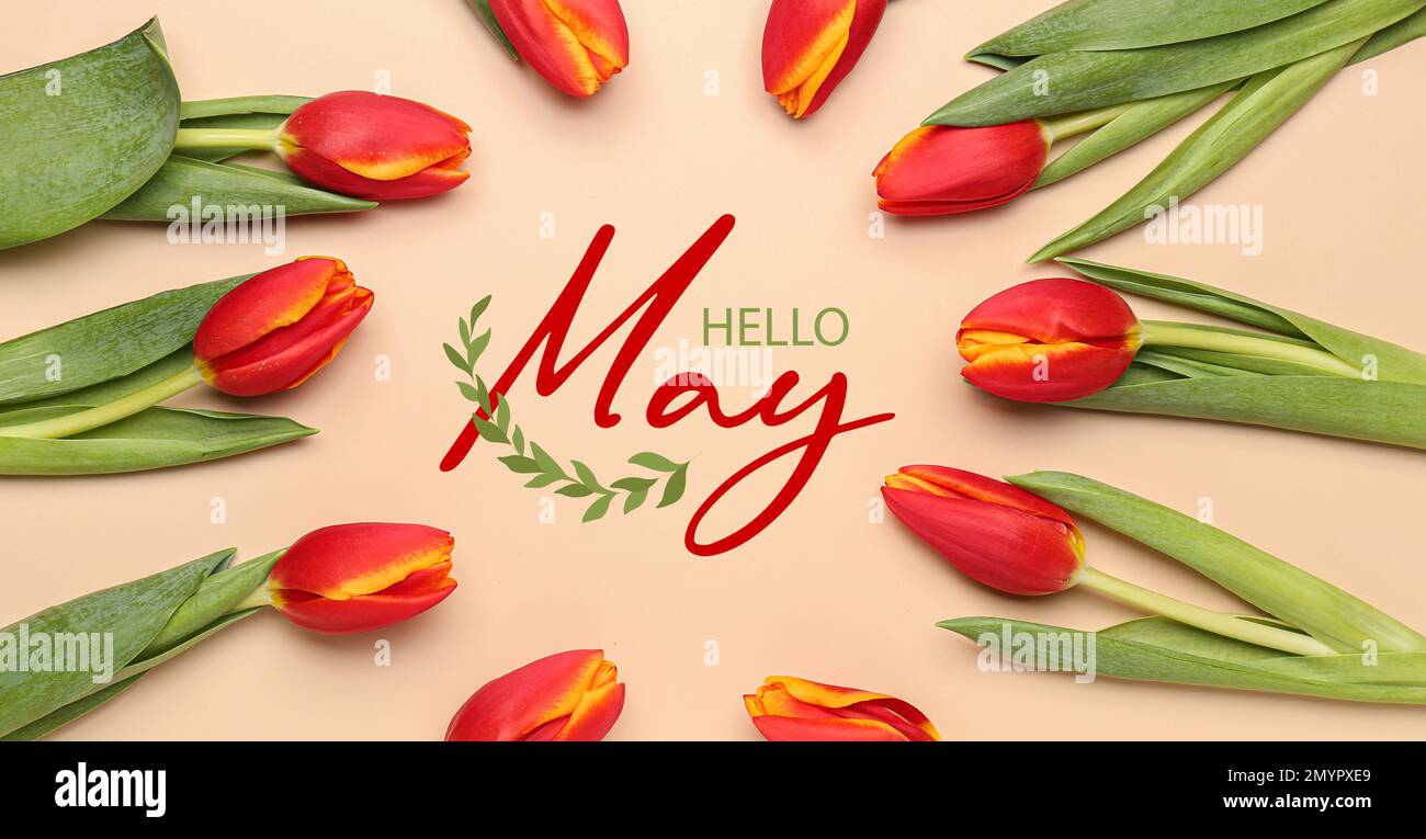 Beautiful tulip flowers and text HELLO, MAY on beige background Stock ...