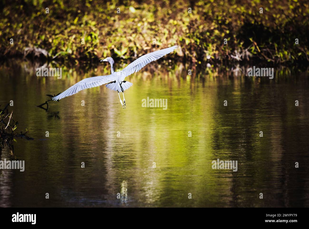 Beautiful and Majestic Great blue heron Stock Photo - Alamy
