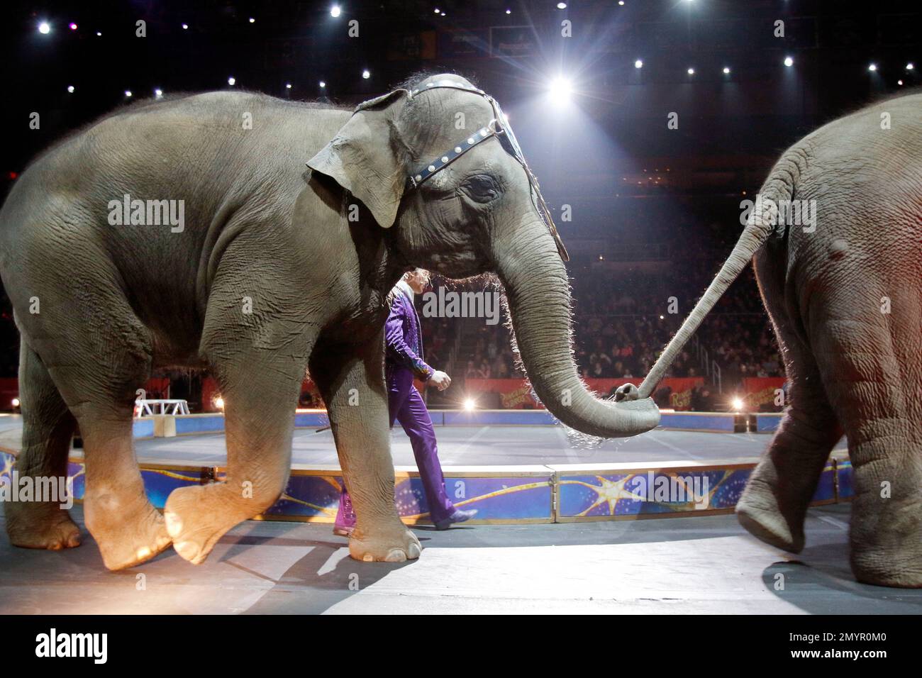 Asian elephants perform for the final time in the Ringling Bros. and ...