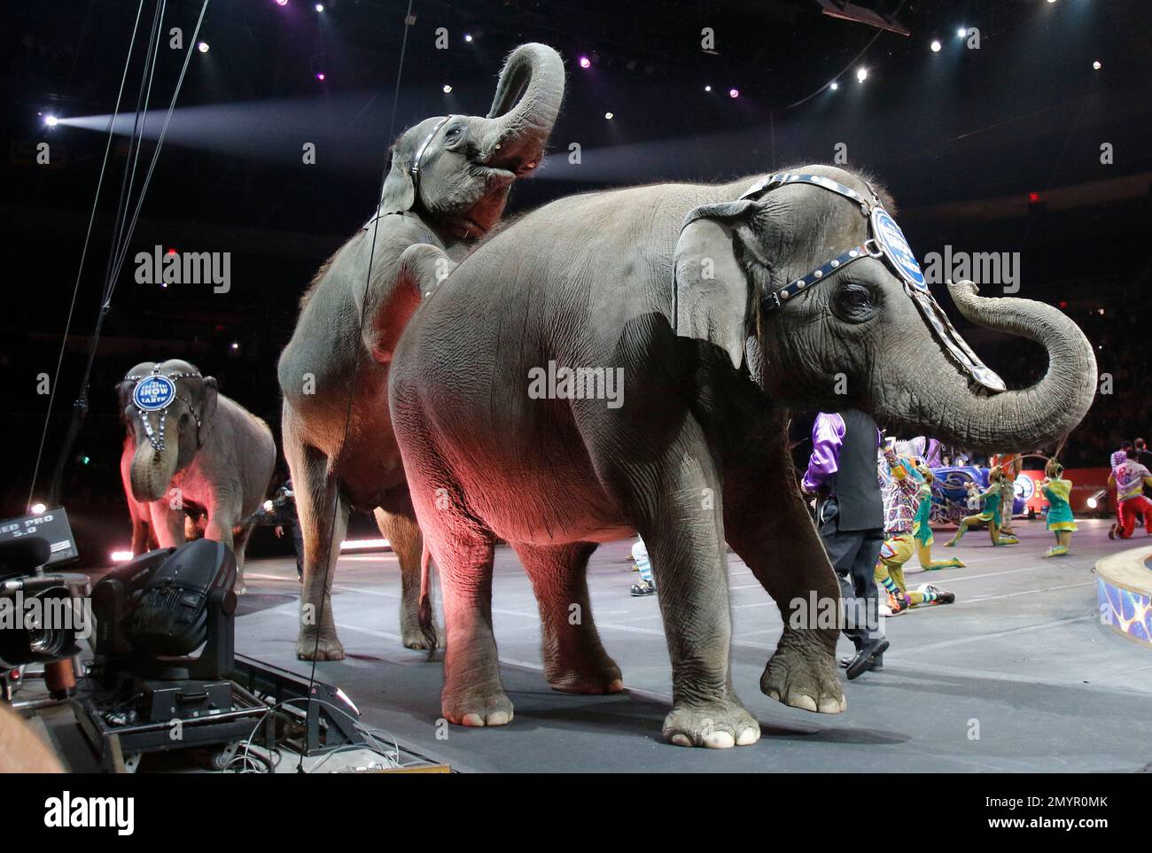 Asian elephants perform for the final time in the Ringling Bros. and ...