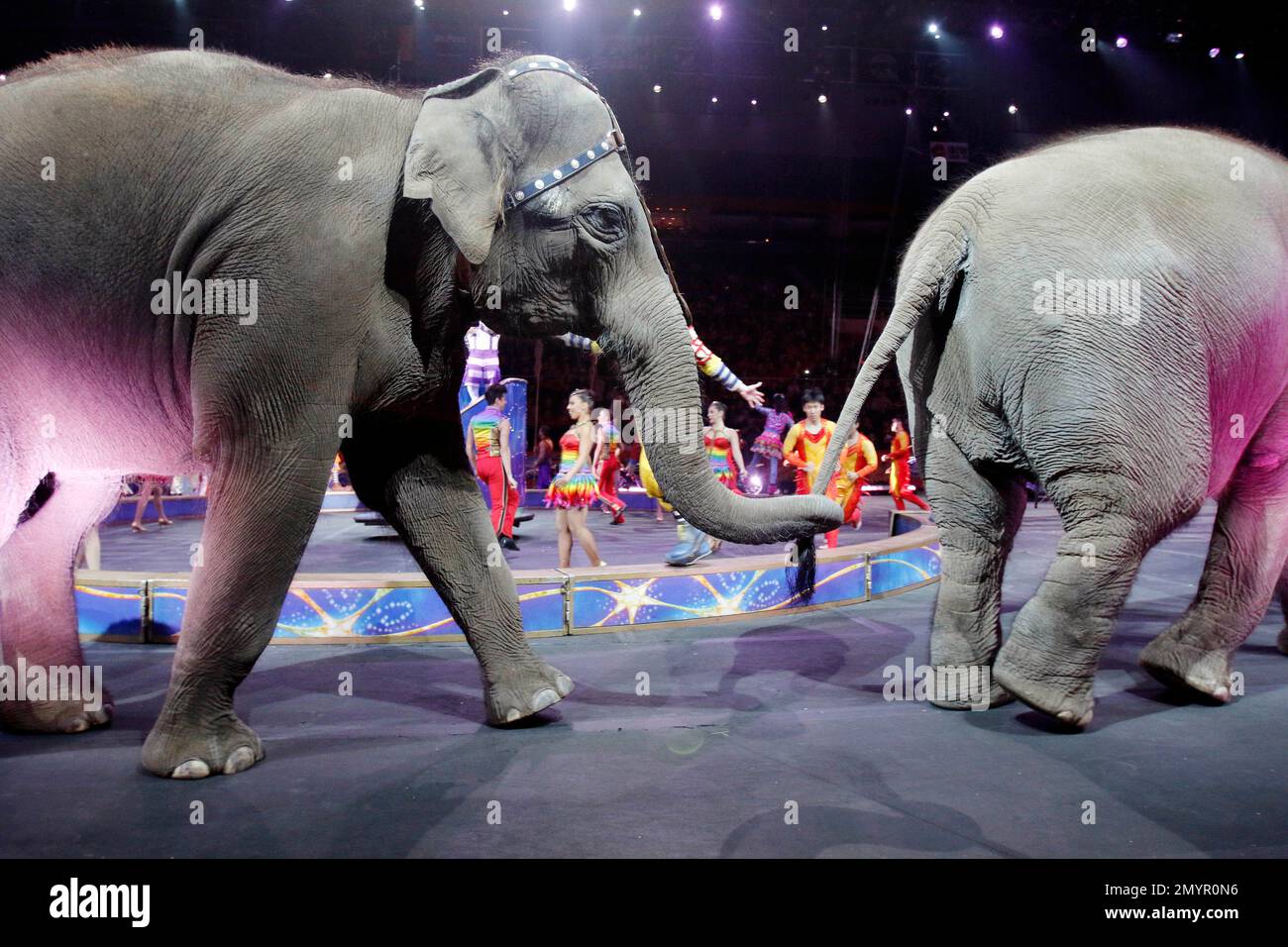 Asian elephants perform for the final time in the Ringling Bros. and Barnum & Bailey Circus ...