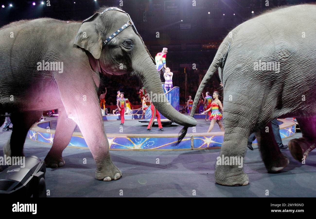 Asian elephants perform for the final time in the Ringling Bros. and ...