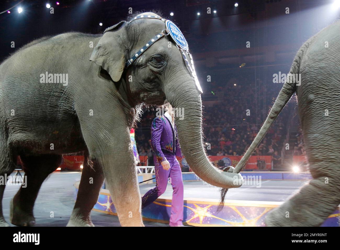 Asian elephants perform for the final time in the Ringling Bros. and ...