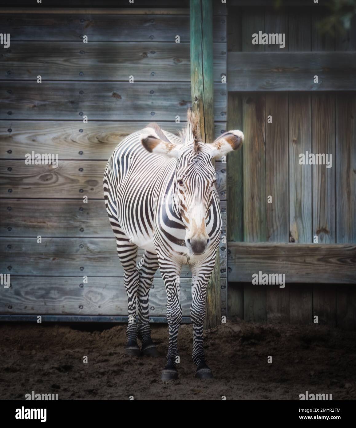 Largest zebra hi-res stock photography and images - Alamy