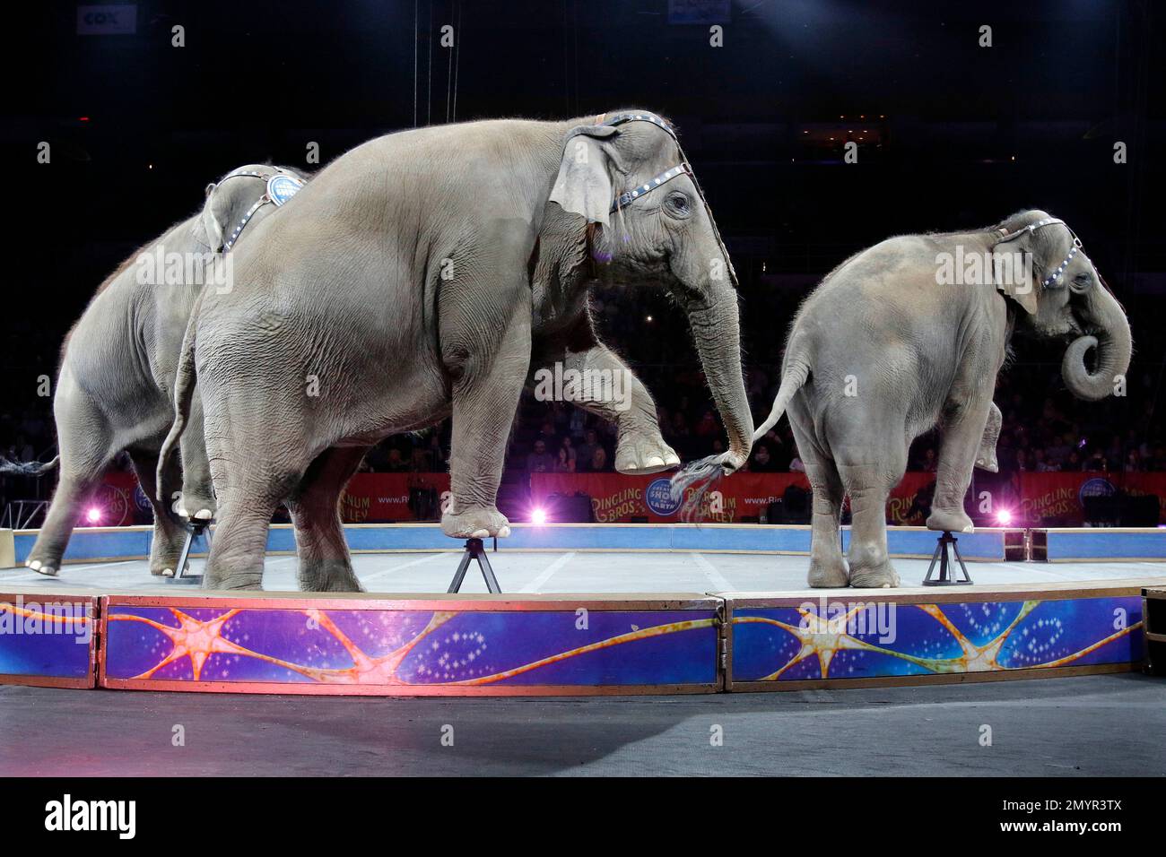 Asian elephants perform for the final time in the Ringling Bros. and ...