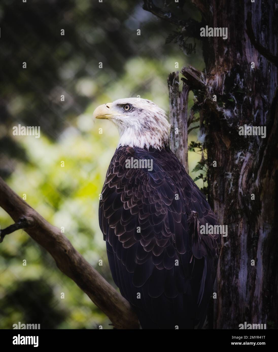 Majestic black white double hi-res stock photography and images - Alamy