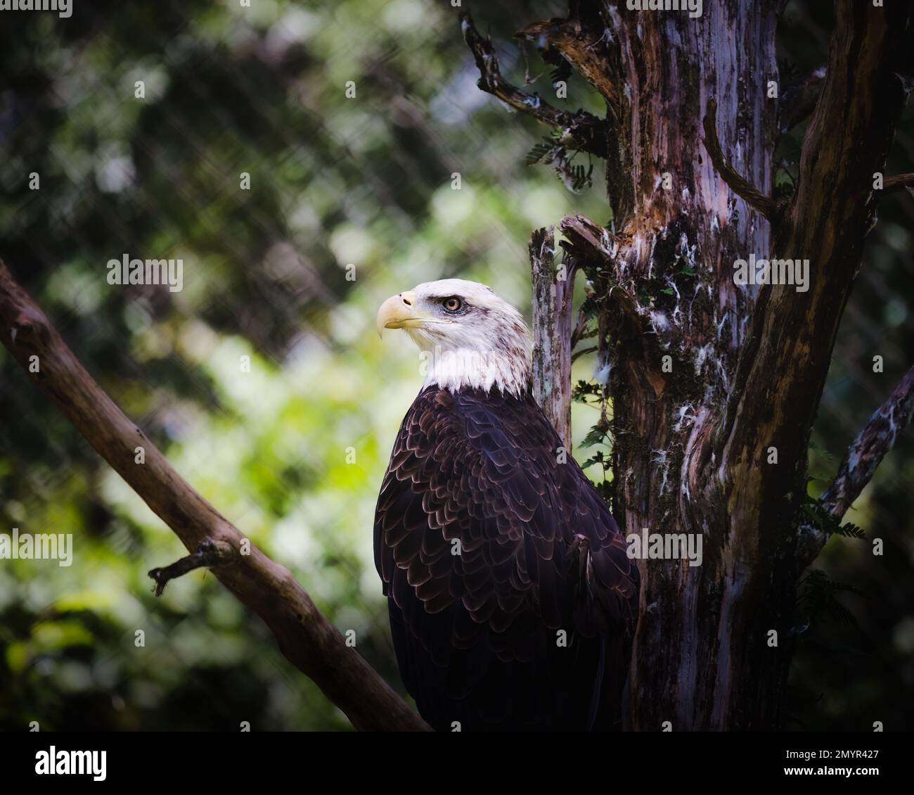 Majestic black white double hi-res stock photography and images - Alamy