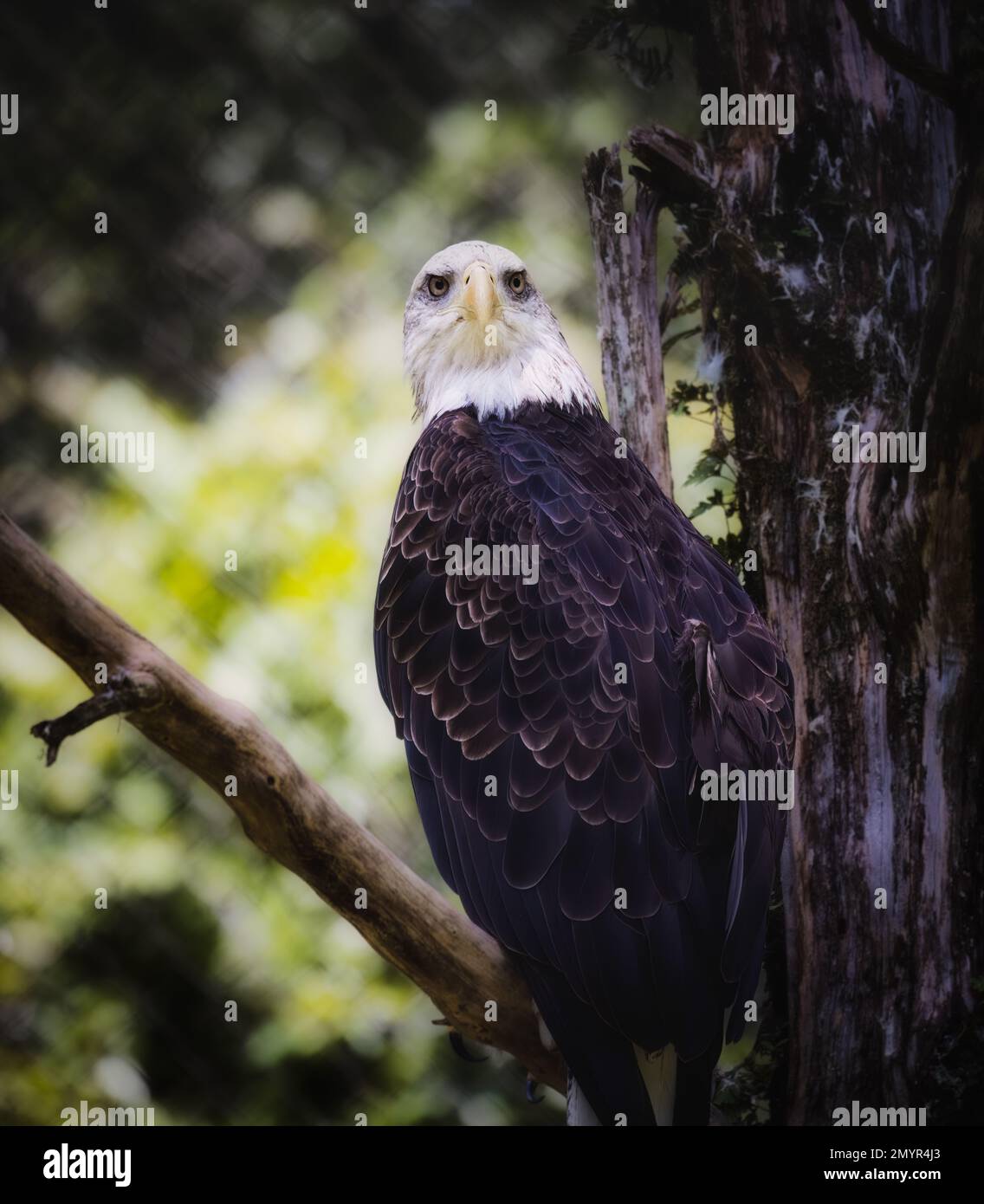 The Majestic and Beautiful Bald Eagle Stock Photo - Alamy