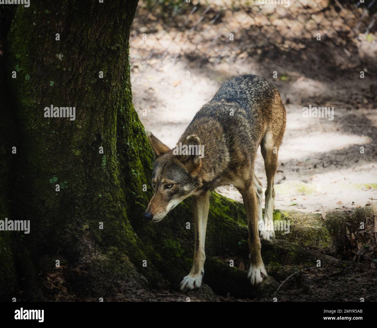 The red wolf is the world’s most endangered wolf Stock Photo - Alamy