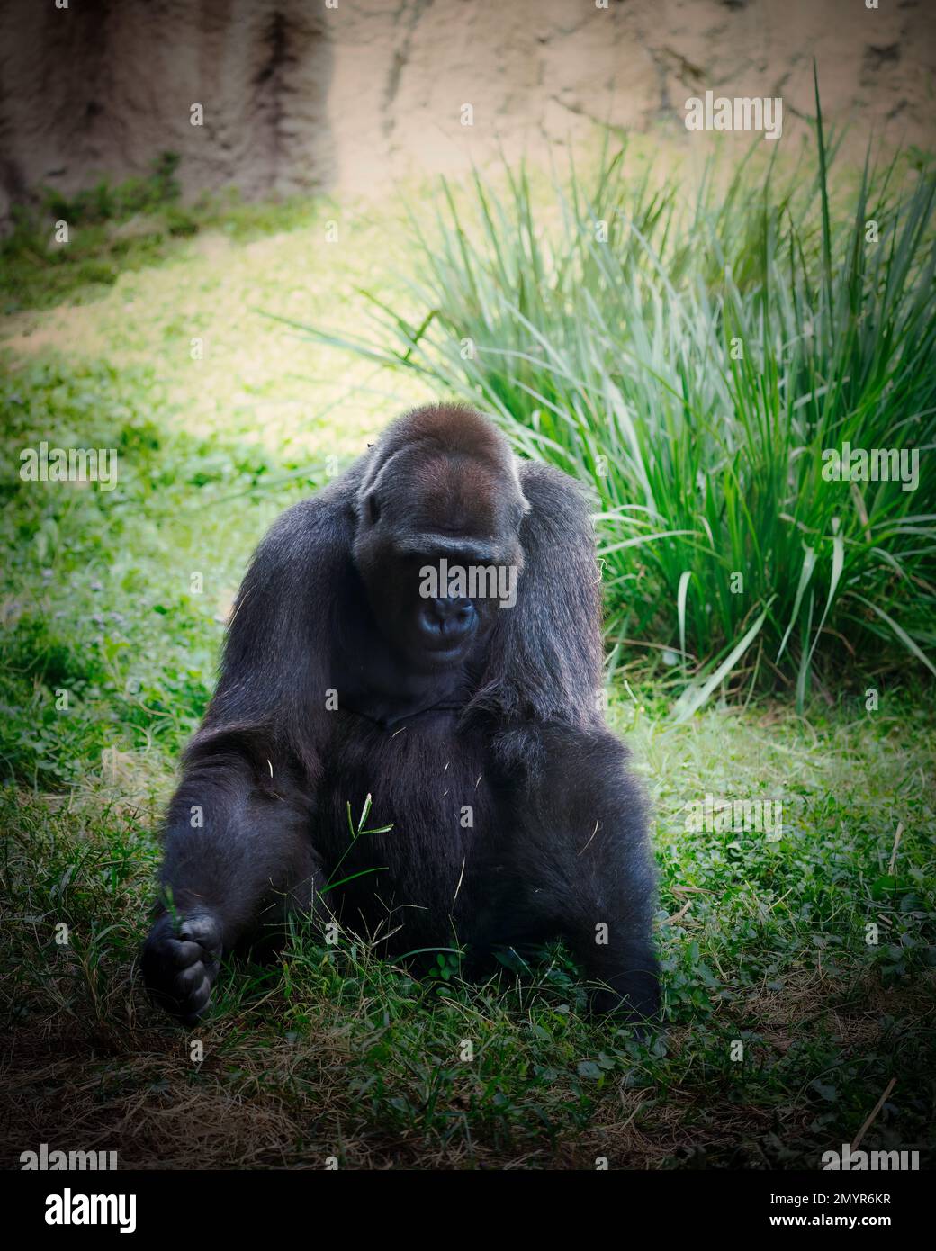 Silver back gorilla hi-res stock photography and images - Alamy