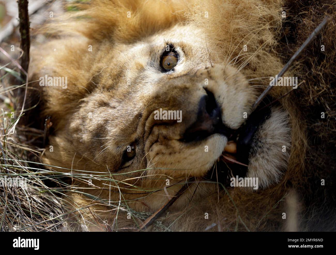 A former circus lion bites a tree branch inside an enclosure at Emoya ...